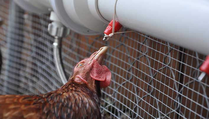 Self Watering System For Chickens