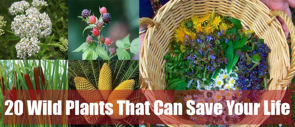 20 Wild Plants That Can Save Your Life - Ask a Prepper