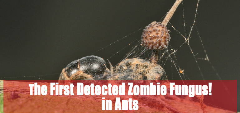 The First Detected Zombie Fungus! in Ants - Ask a Prepper
