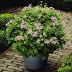 Mosquito-Repelling Weeds That you can Plant this Spring in your ...