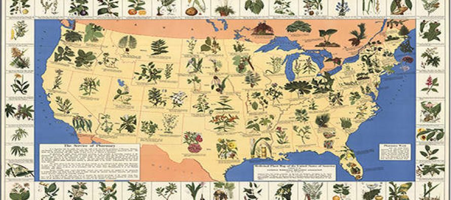 Medicinal Plant Map Of The United States - United States Map