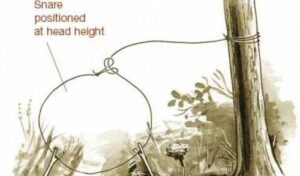 Six Primitive Traps For Catching Game In The Woods - Ask a Prepper