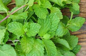 How to Treat Allergies Naturally This Spring - Ask a Prepper