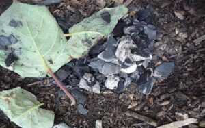 How To Make Ash Cakes - The Ultimate Pioneer Food - Ask a Prepper