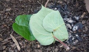 How To Make Ash Cakes - The Ultimate Pioneer Food - Ask a Prepper