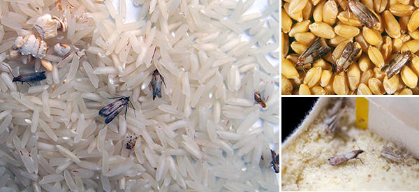10 Ingenious Ways to Keep Moths Away From Your Grains - Ask a Prepper 10 Ingenious Ways to Keep Moths Away From Your Grains - Ask a Prepper