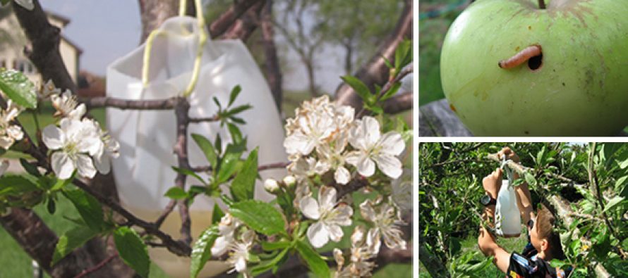All-Natural Fruit Tree Bait for Insects: It Works! - Ask a Prepper