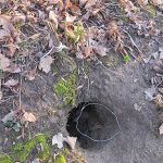 The Easy and Practical DIY Snares to Catch Small Wild Game - Ask a Prepper