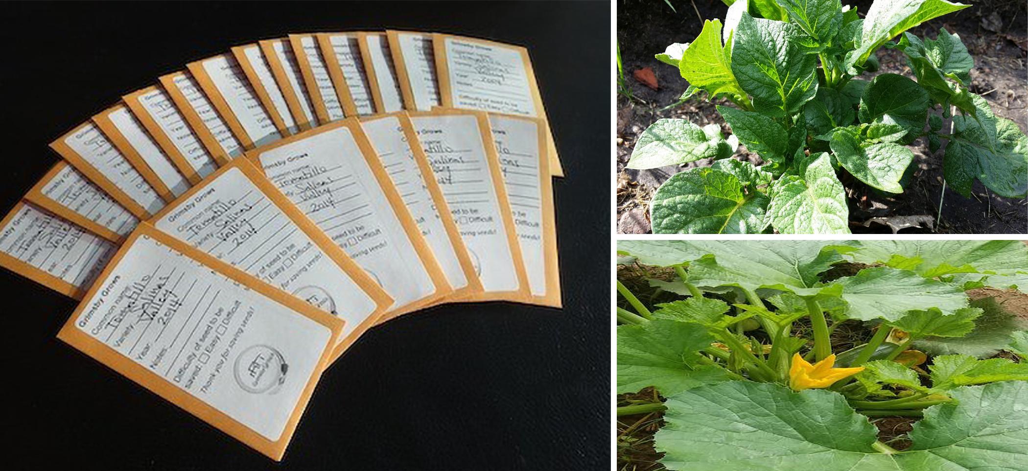 How to Properly Harvest Seeds and Get a Sustainable Food Source Year ...