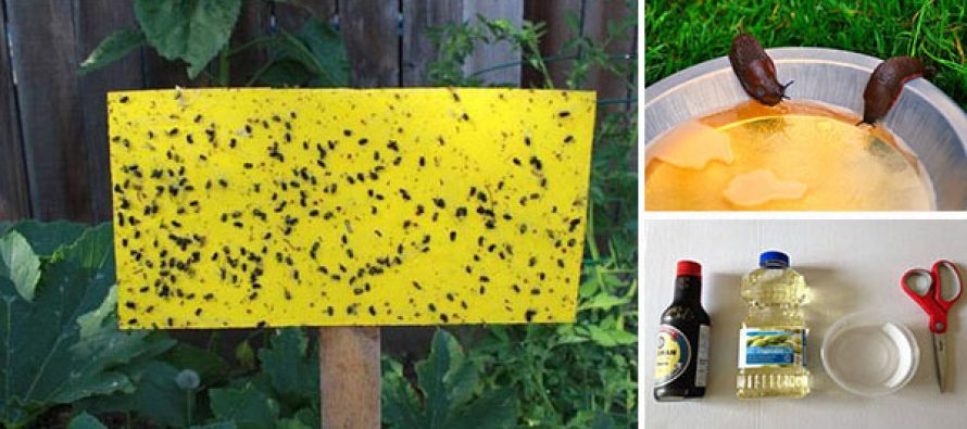 Homemade Traps for Garden Pests - Ask a Prepper