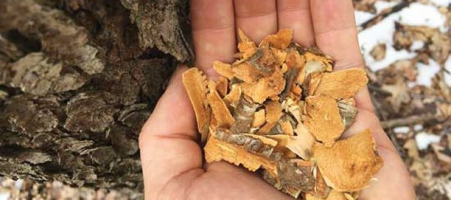 25 Little Known Survival Uses For Tree Bark - Ask a Prepper