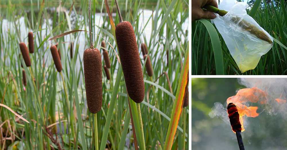 50+ Survival Uses For Cattails - Ask a Prepper