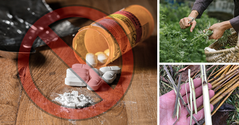 5 Natural Painkillers To Use Instead Of Opiates - Ask a Prepper