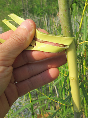 5 Natural Painkillers To Use Instead Of Opiates - Ask a Prepper