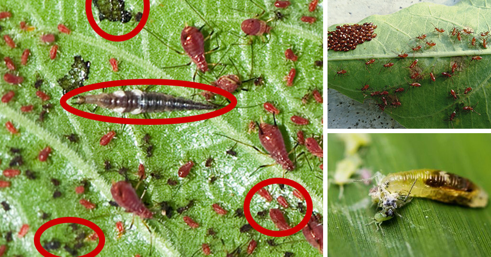 10 Insects You Should Never Kill On Your Property - Ask a Prepper