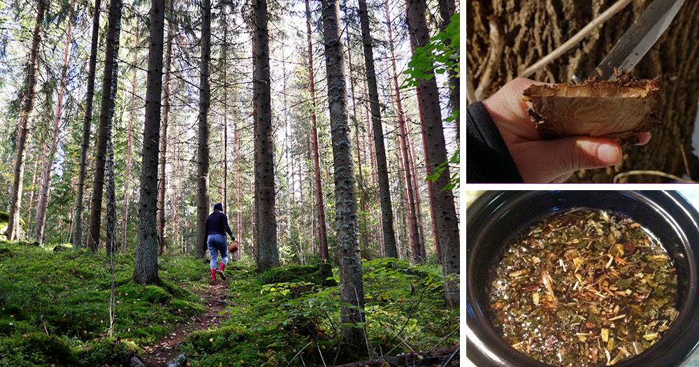 14 Survival Trees You Can Forage For Medicine - Ask a Prepper