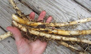 How To Grind Cattails And Make Bread - Ask a Prepper