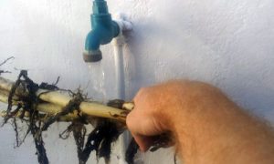 How To Grind Cattails And Make Bread - Ask a Prepper