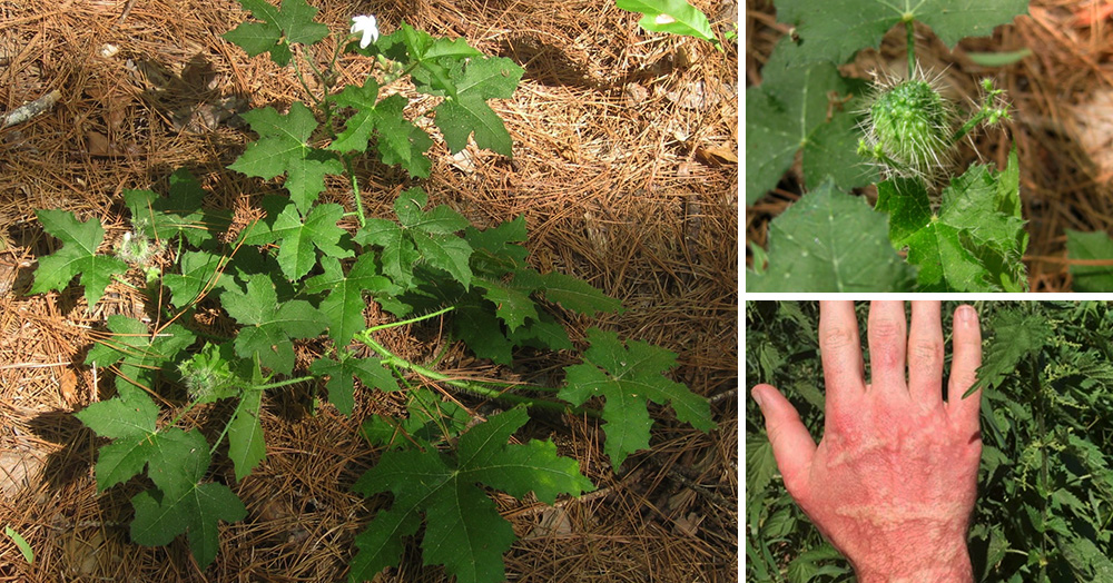 The U.S. Most Painful Plant - Ask a Prepper