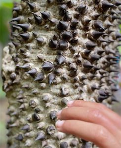 10 Killer Trees You Should Never Have In Your Backyard - Ask a Prepper