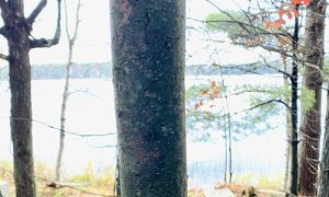 How To Make Pine Bark Bread - Ask a Prepper