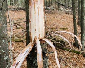 How To Make Pine Bark Bread - Ask a Prepper