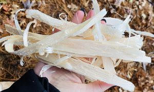 How To Make Pine Bark Bread - Ask a Prepper