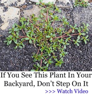 About Claude Davis - Ask a Prepper