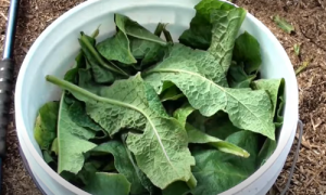 How To Make Comfrey Fertilizer For An Extended Harvest - Ask a Prepper