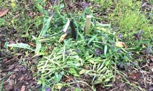 How To Make Comfrey Fertilizer For An Extended Harvest - Ask a Prepper