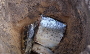 What Happens If You Bury Fish Heads Under Your Tomato Crops