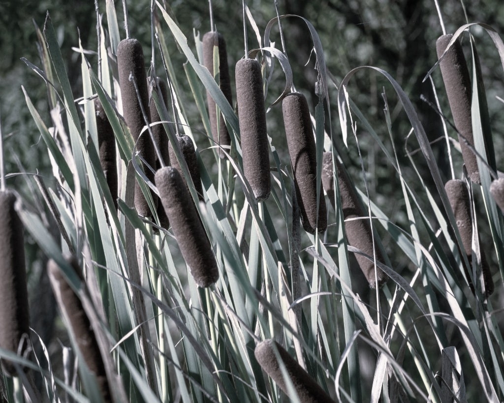 The 10 Plants You Should Look For If You Ever Get Lost in the Woods ...